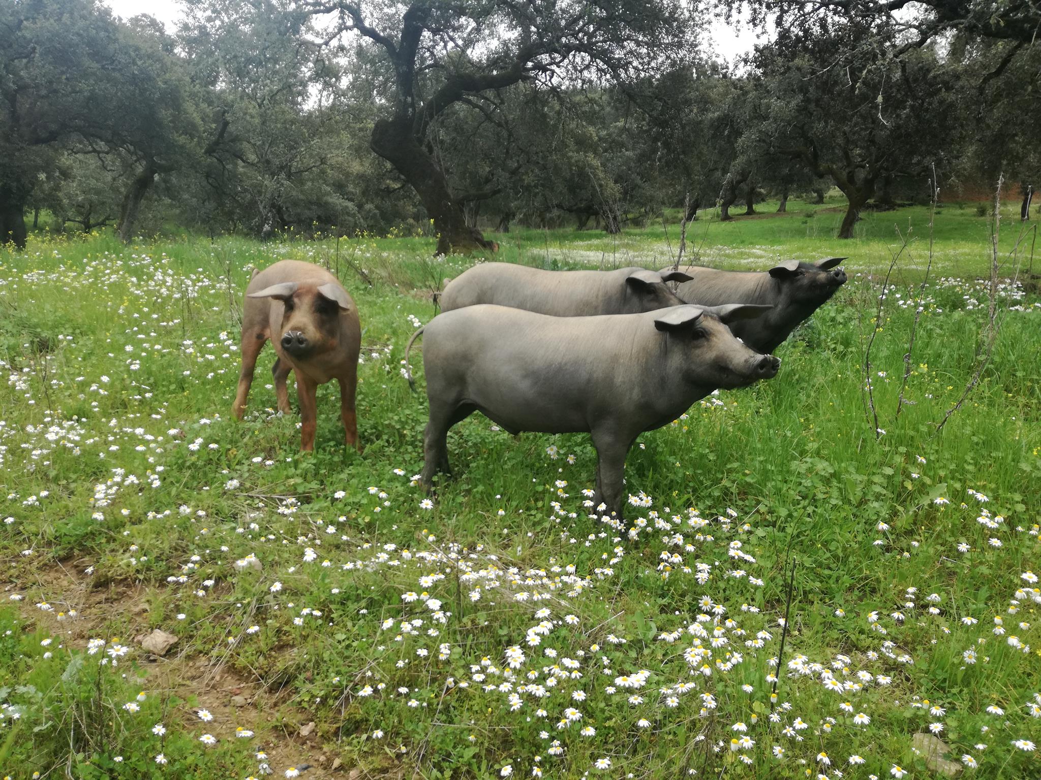 Visit an Iberian ham factory - Official Andalusia tourism website